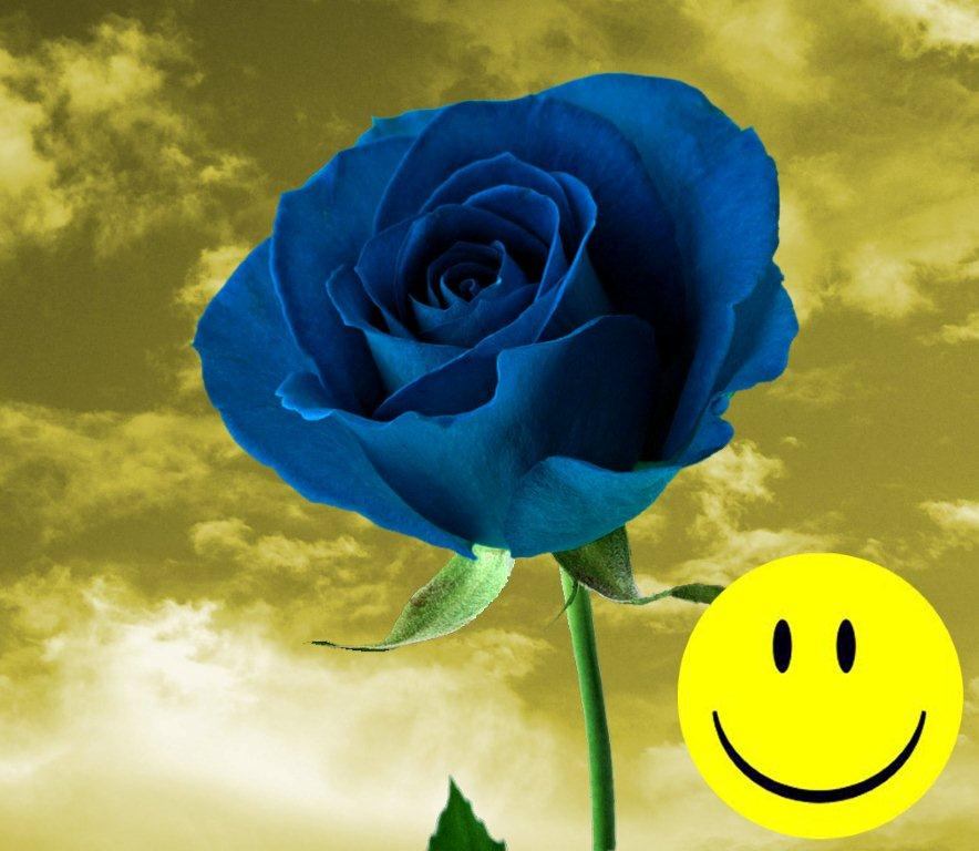 DIANA ROSANDIĆ - IGNACIJEVA PLAVA RUŽA | Sv. Antun Padovanski Rijeka